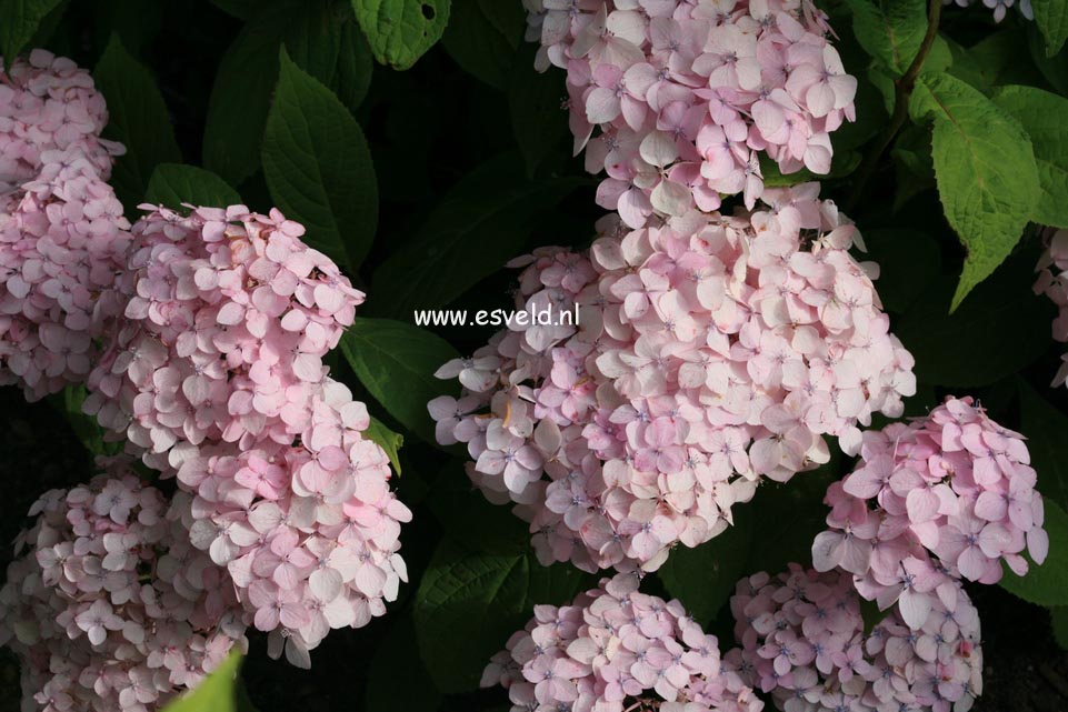 Picture and description of Hydrangea serrata 'Iyo temari'