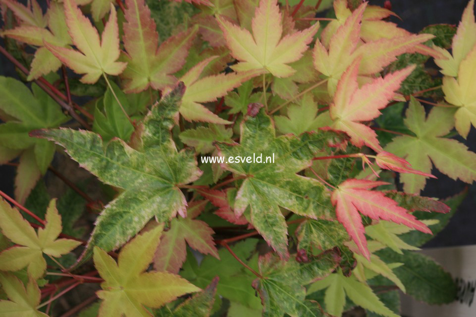 Picture and description of Acer palmatum 'Seigen Aureum'
