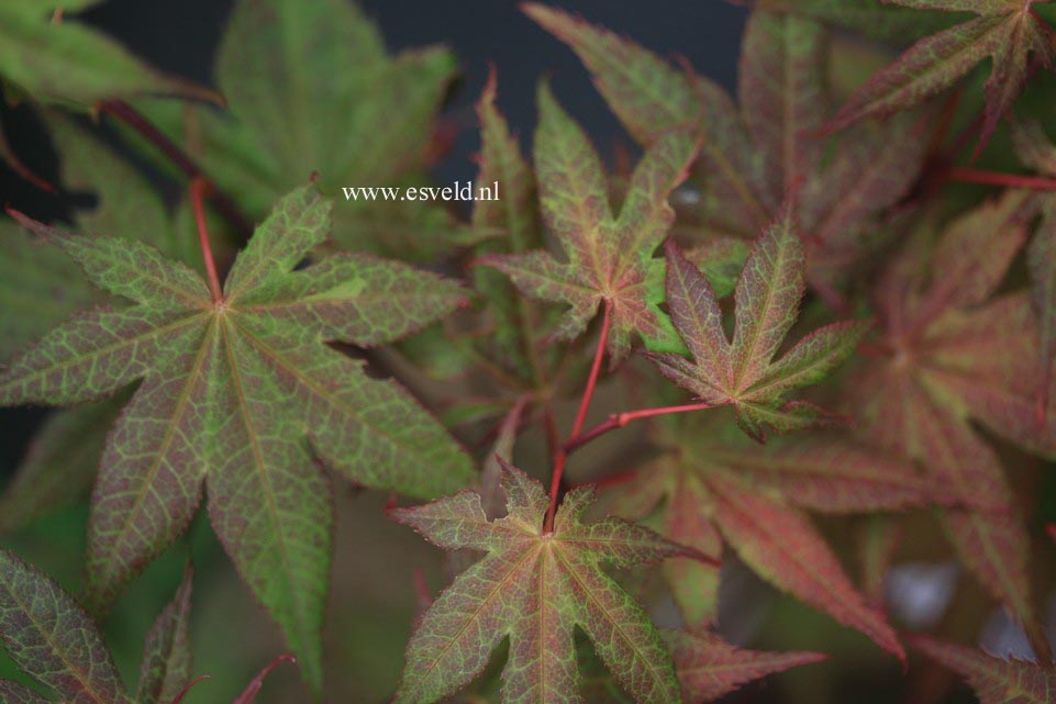 Picture and description of Acer palmatum 'Baby Ghost'