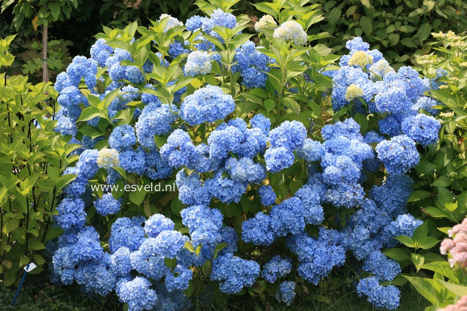Hydrangea macrophylla 'Rosea'