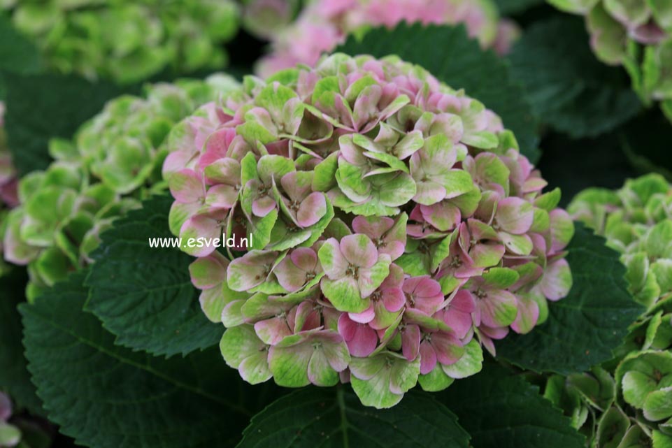 Picture and description of Hydrangea macrophylla 'Hokomathyst' (MAGICAL ...