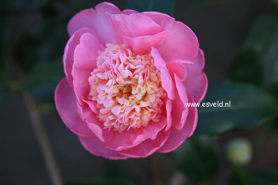 Picture and description of Camellia 'Sugar Dream'