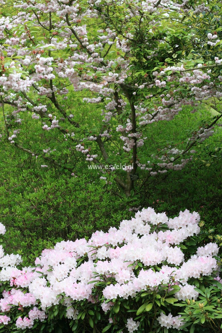 Picture and description of Rhododendron 'Crete'