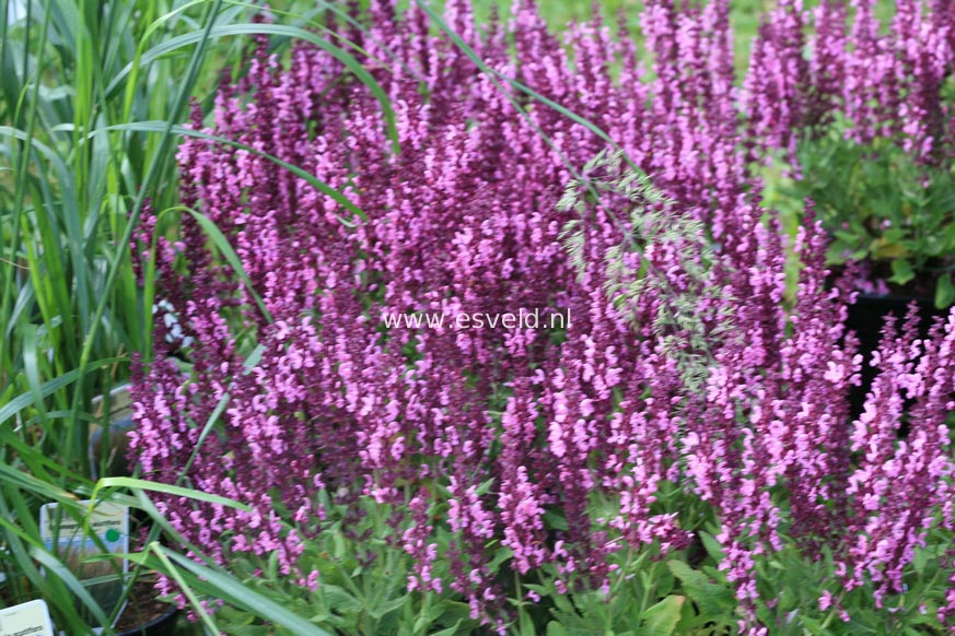 Picture and description of Salvia nemorosa 'Flor Sal Roz' (SENSATION ...