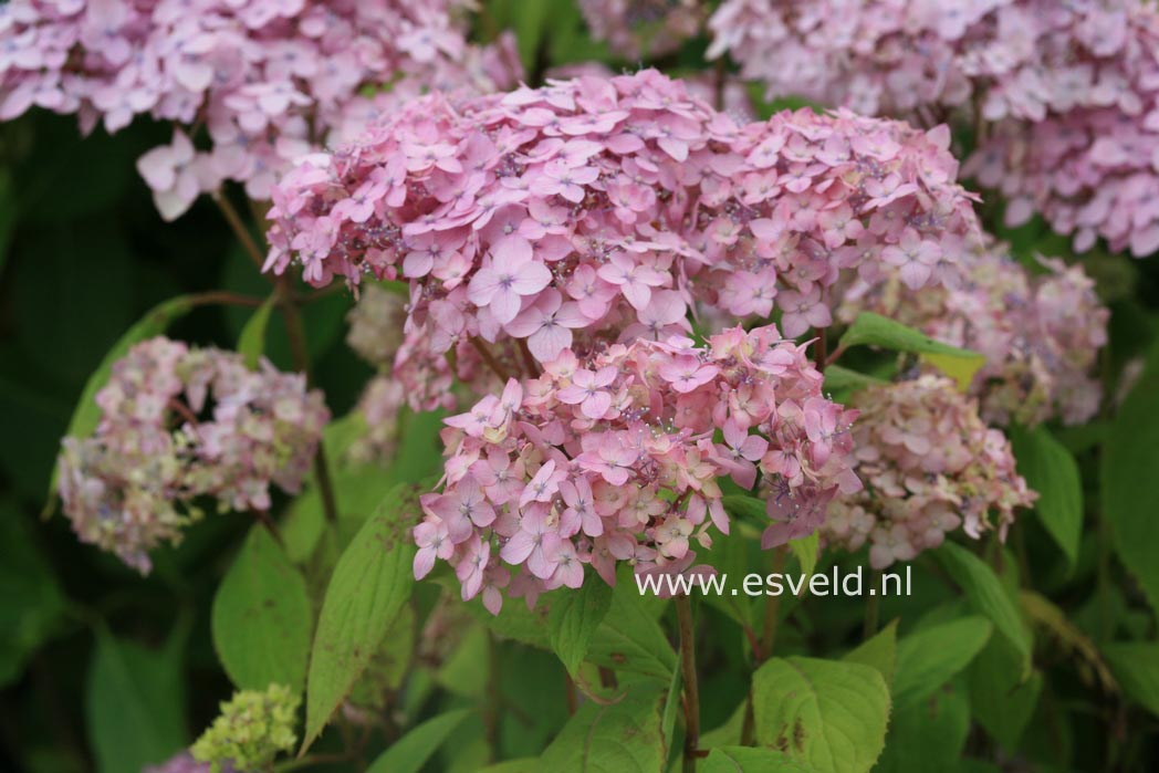 Picture and description of Hydrangea serrata 'Iyo temari'