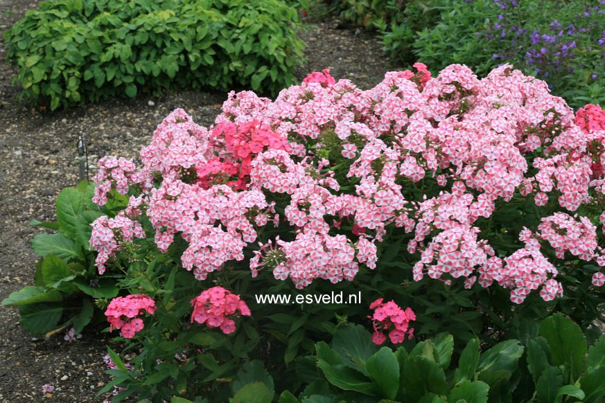 Picture and description of Phlox 'Peppermint Twist' (Paniculata Group)