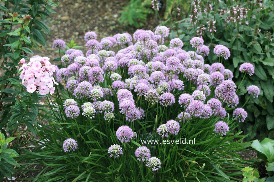 Picture and description of Allium senescens