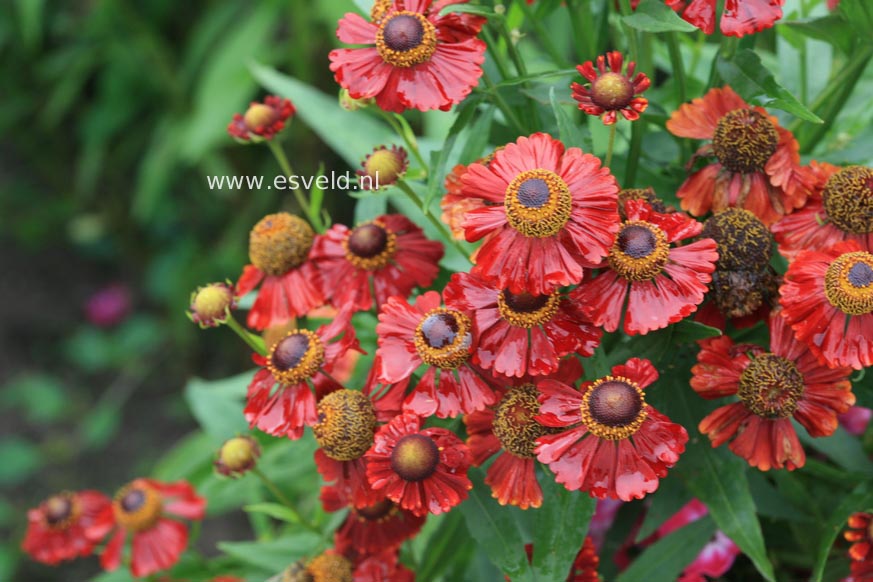 Picture and description of Helenium 'Red Jewel'