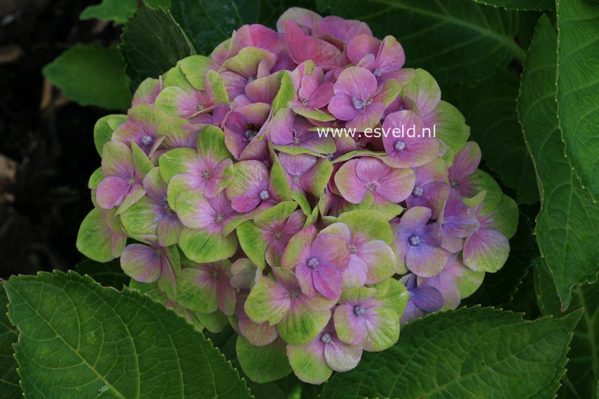 Picture and description of Hydrangea macrophylla 'Hokomathyst' (MAGICAL ...