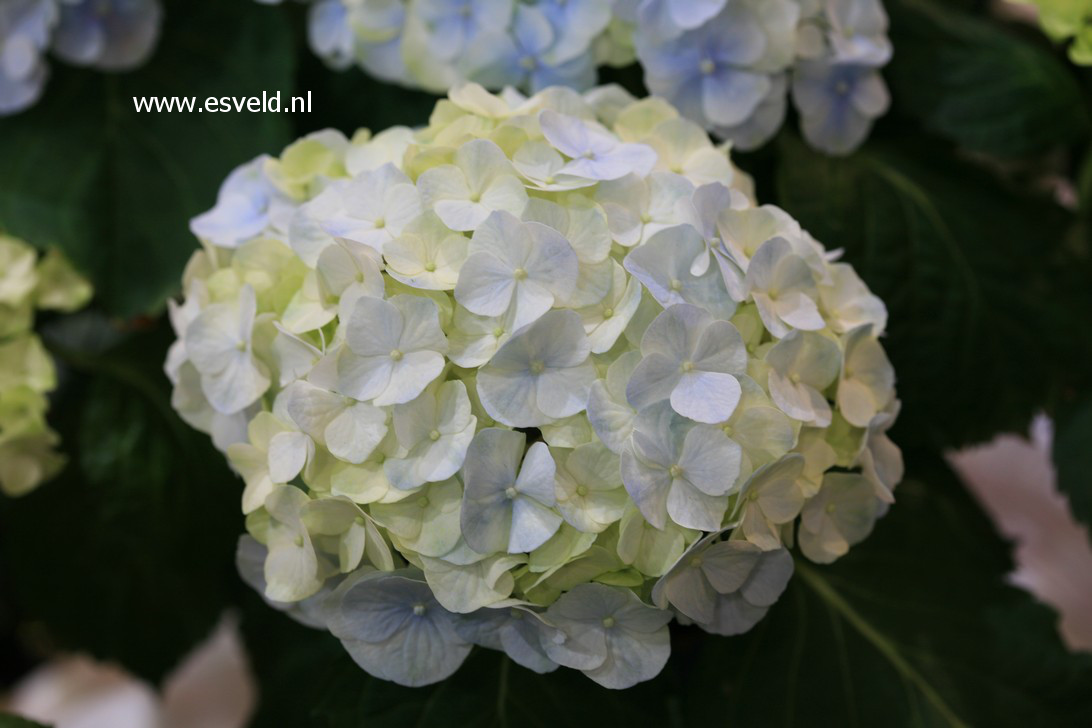 Hydrangea macrophylla 'Blue Wonder' (FOREVER & EVER EVERBLOOM)