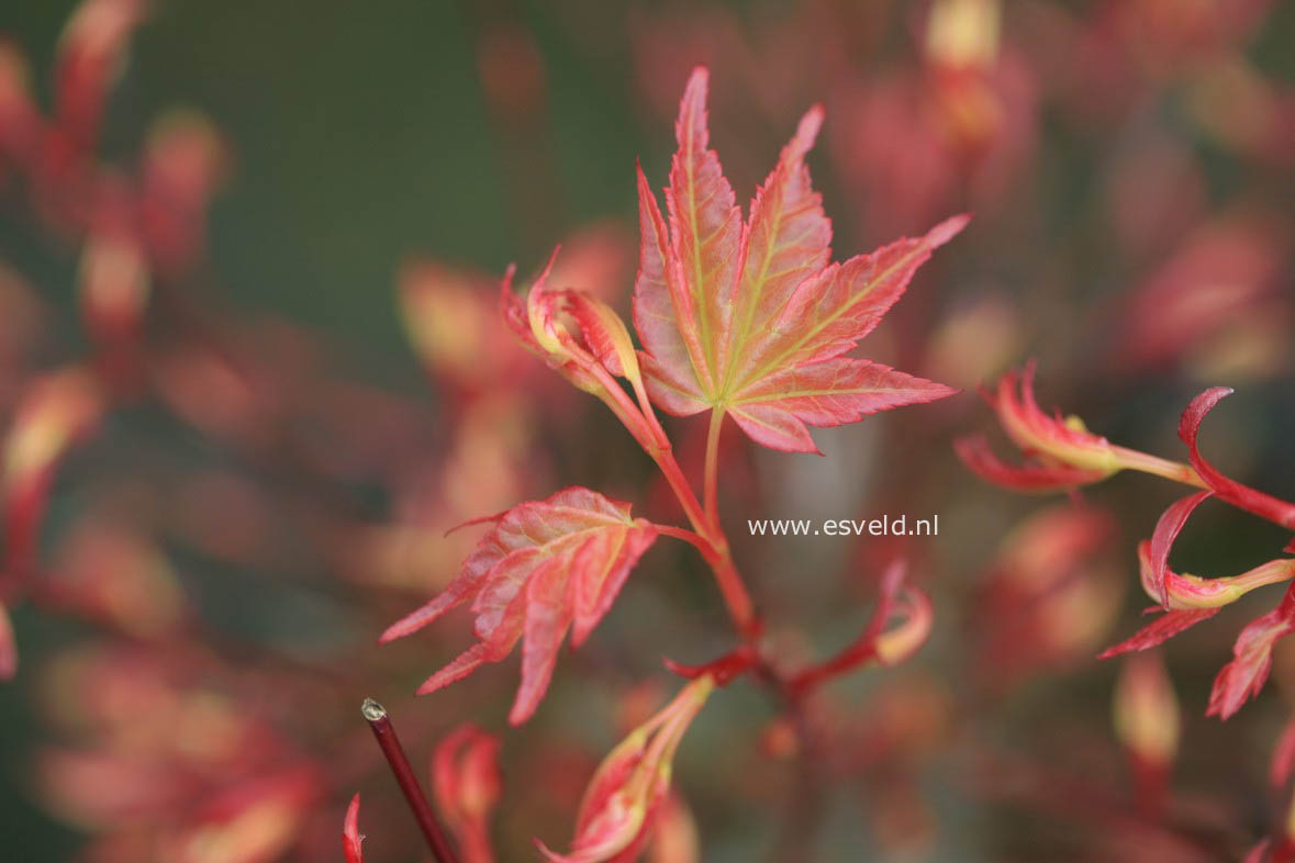 Picture and description of Acer palmatum 'Seigen Aureum'