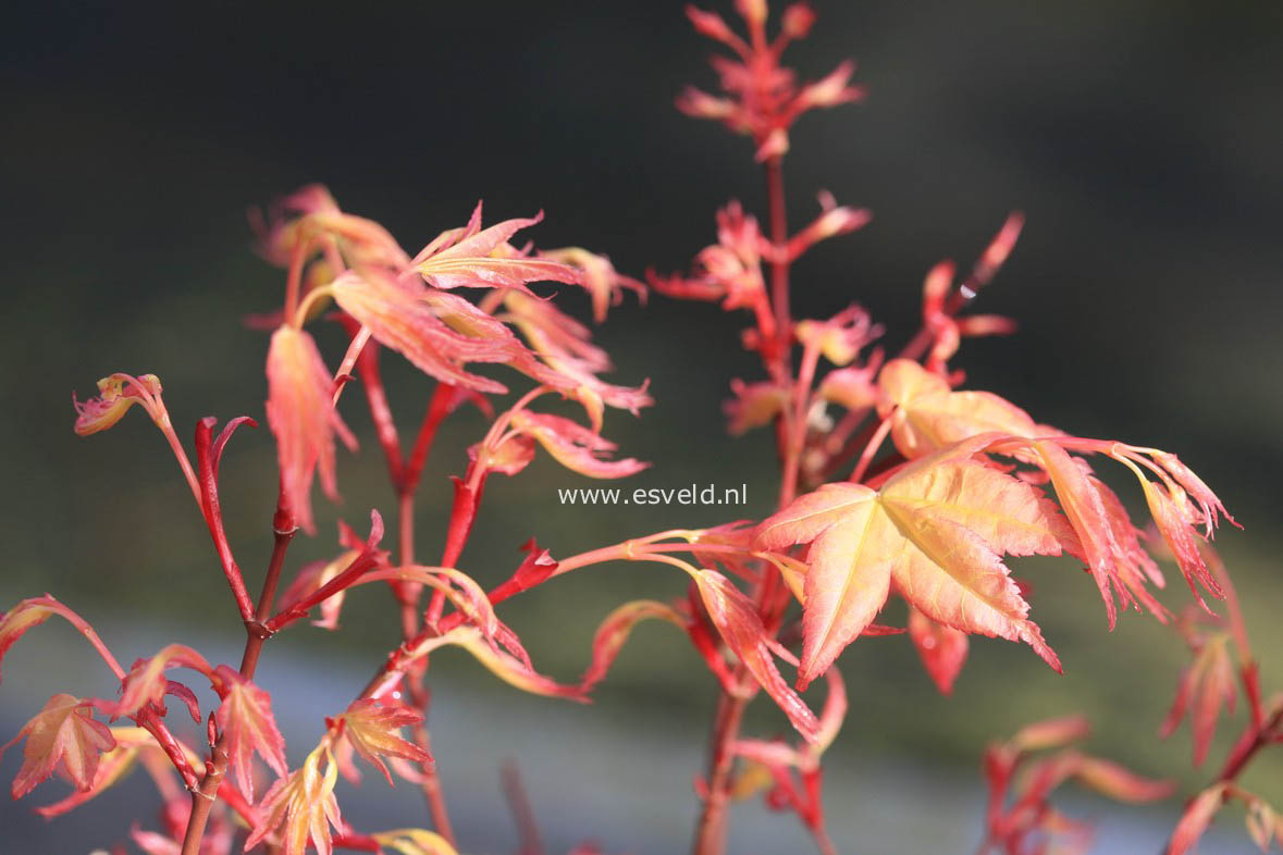Picture and description of Acer palmatum 'Seigen Aureum'