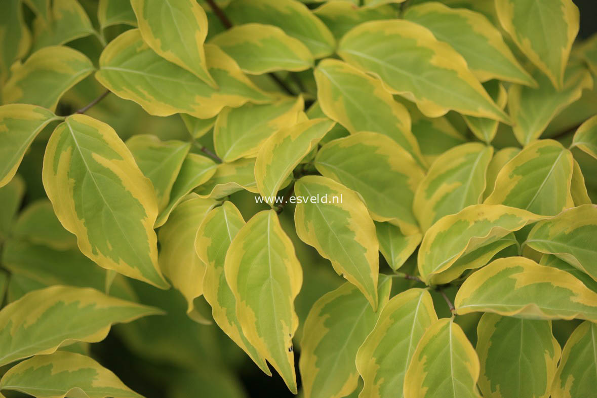 Picture and description of Cornus kousa 'Bonfire'
