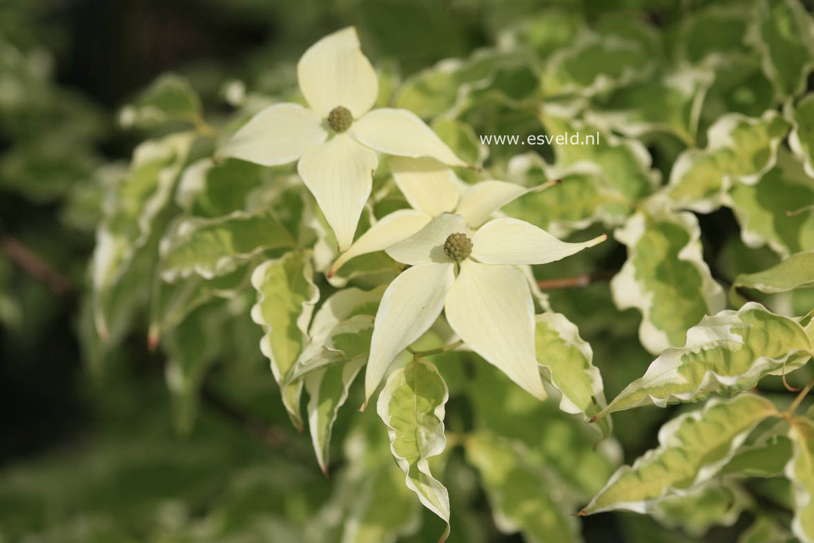 Picture and description of Cornus kousa 'Peve Limbo'