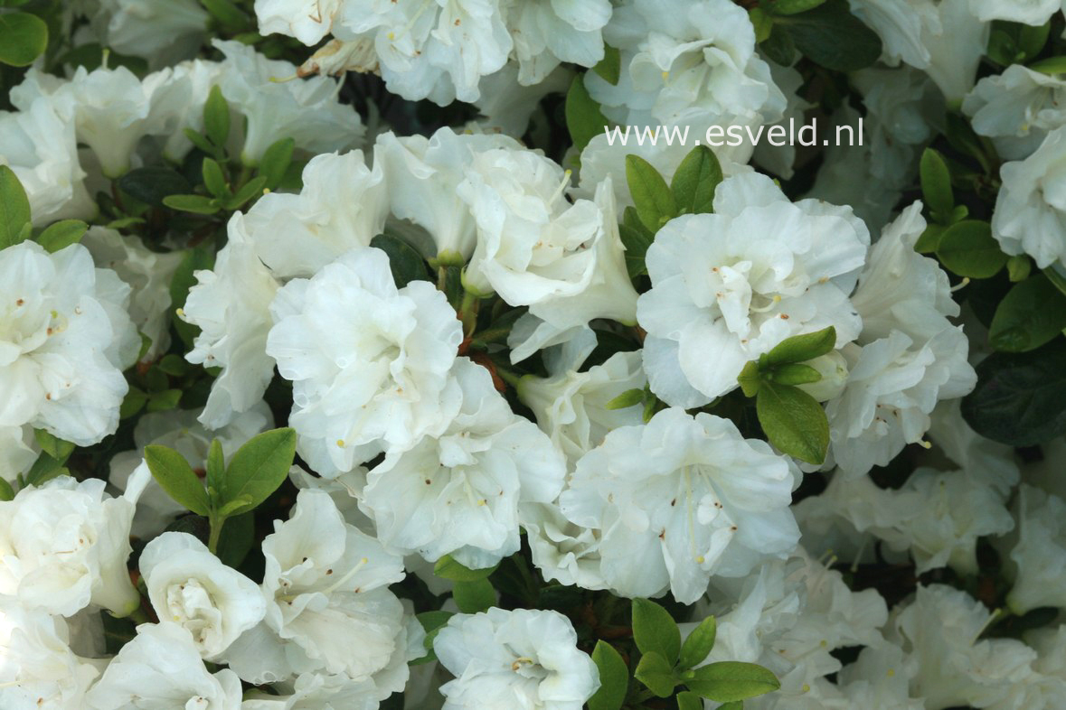 Azalea 'Hachschnee' (SCHNEEPERLE)