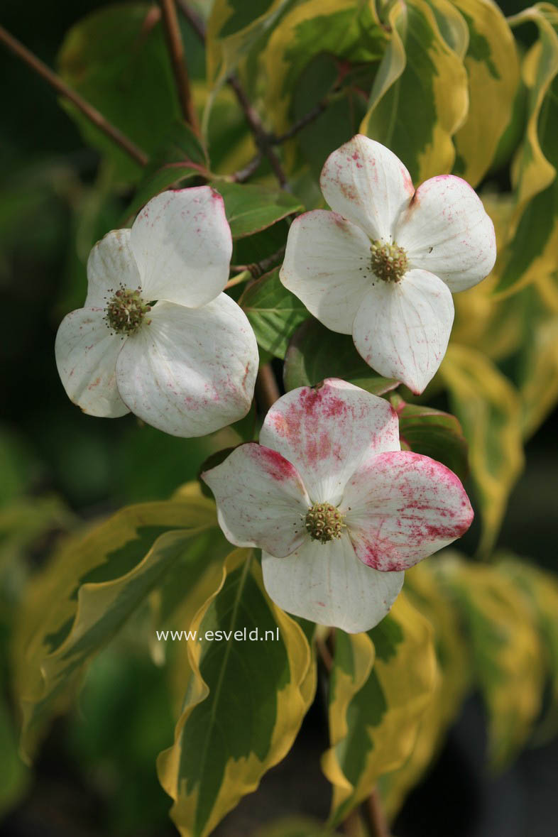Picture and description of Cornus kousa 'Bonfire'