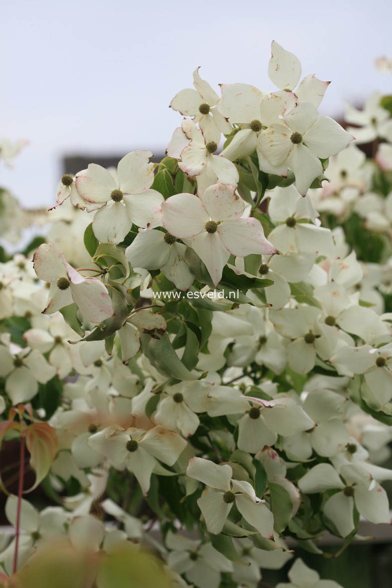 Picture and description of Cornus kousa 'Bodnant'