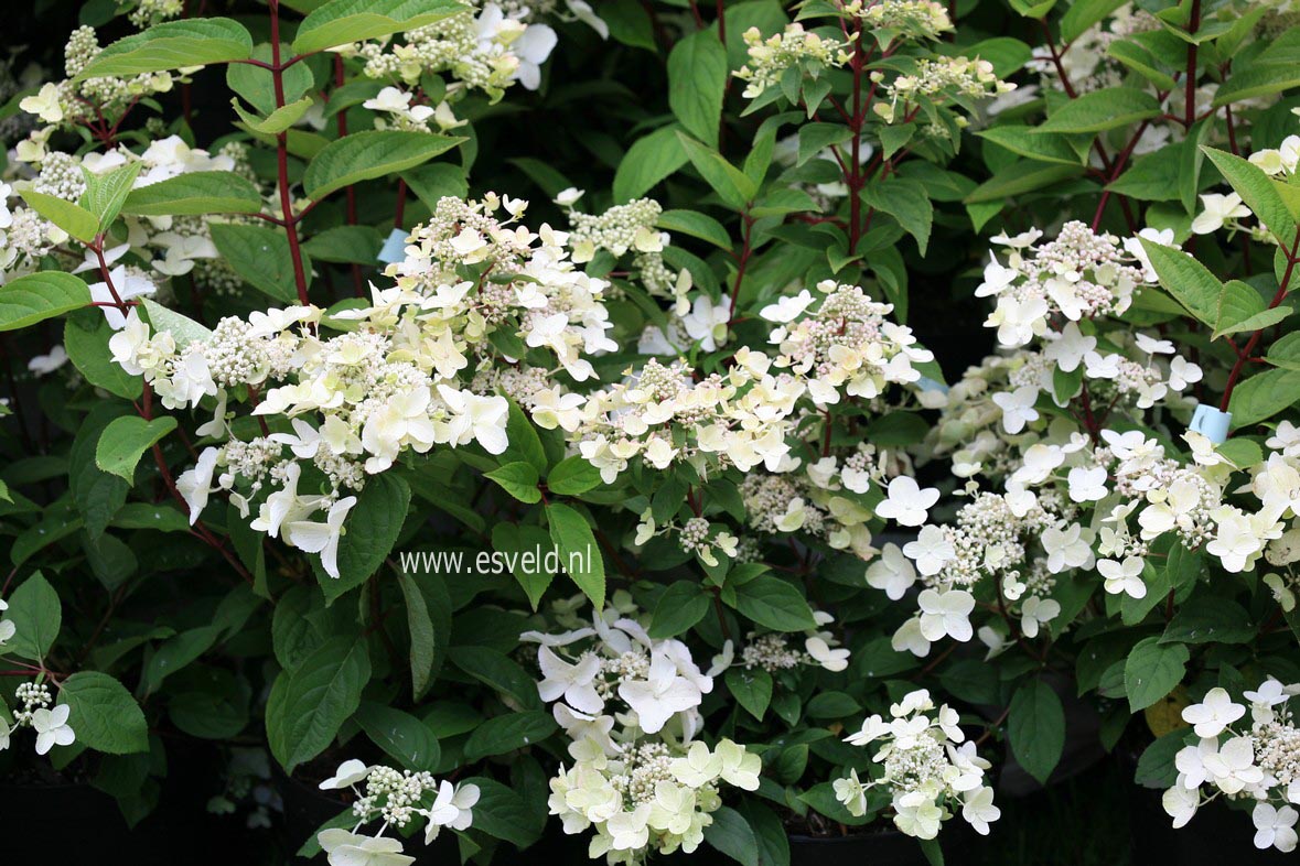 Picture and description of Hydrangea paniculata 'Wim's Red'