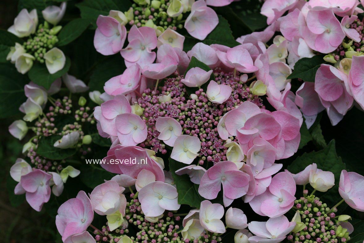 Picture and description of Hydrangea macrophylla 'Sweet Dreams'