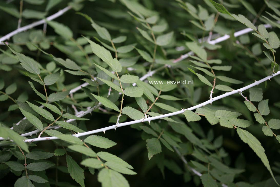 Picture and description of Rubus thibetanus 'Silver Fern'