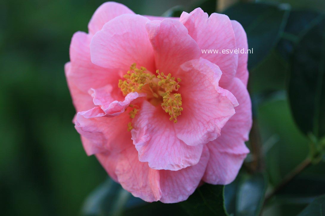 Picture and description of Camellia 'Ice Follies'
