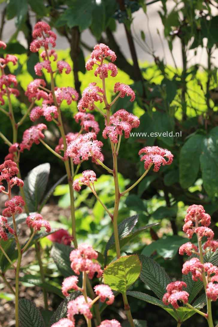 Picture and description of Rodgersia pinnata 'Superba'