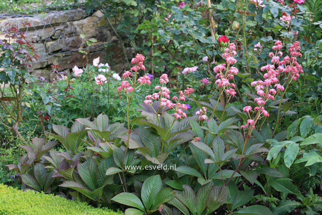 Picture and description of Rodgersia pinnata 'Superba'