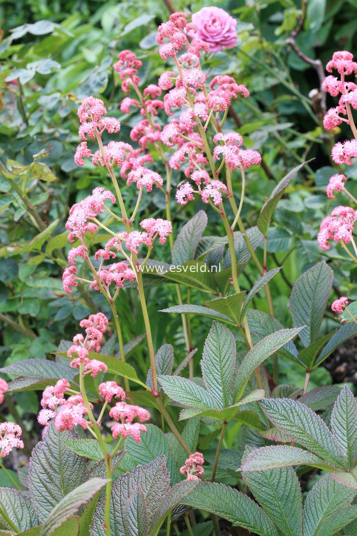 Picture and description of Rodgersia pinnata 'Superba'