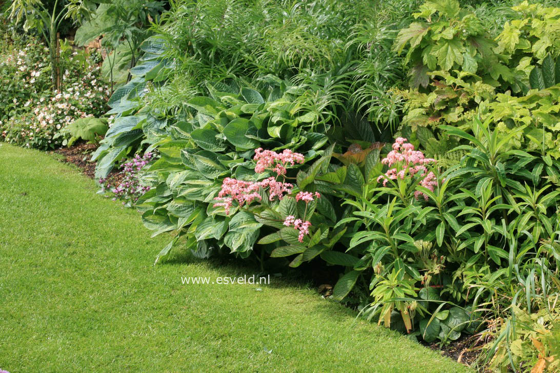 Picture and description of Rodgersia pinnata 'Superba'