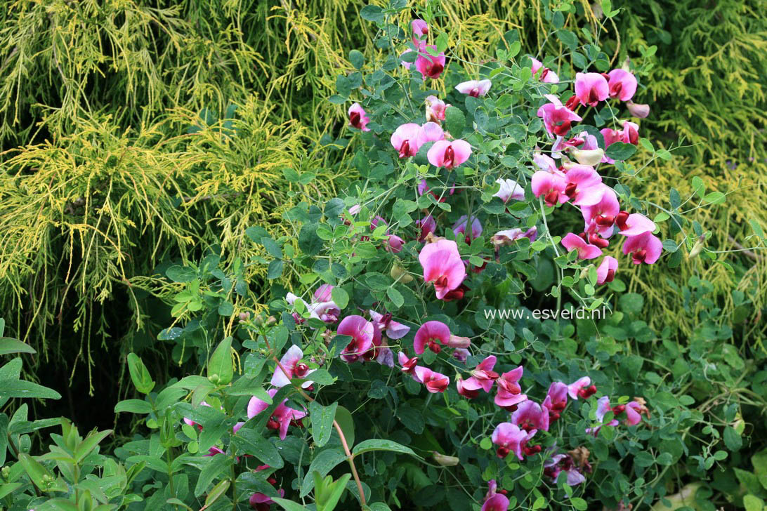 Picture and description of Lathyrus grandiflorus