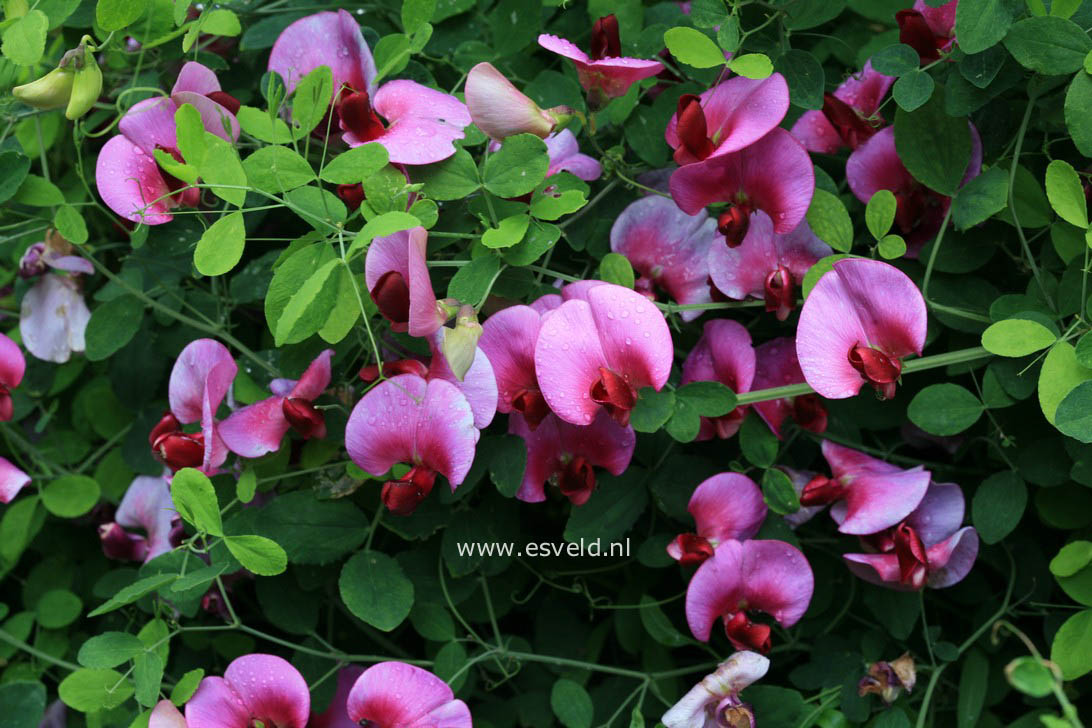 Picture and description of Lathyrus grandiflorus