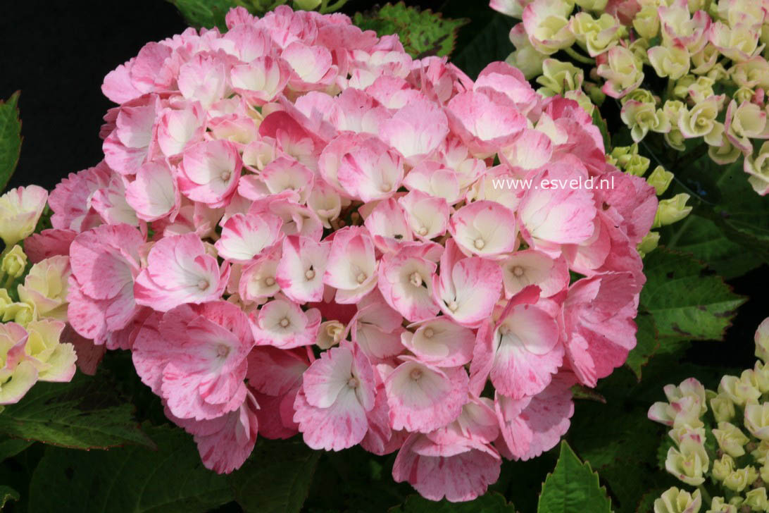 Picture and description of Hydrangea macrophylla 'Sweet Fantasy' (HOVARIA)