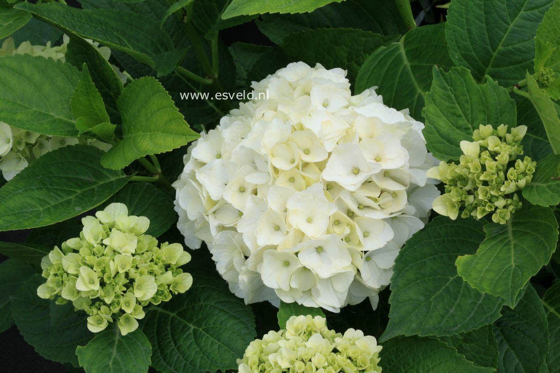 Picture and description of Hydrangea macrophylla 'Napo' (MAGICAL PEARL)