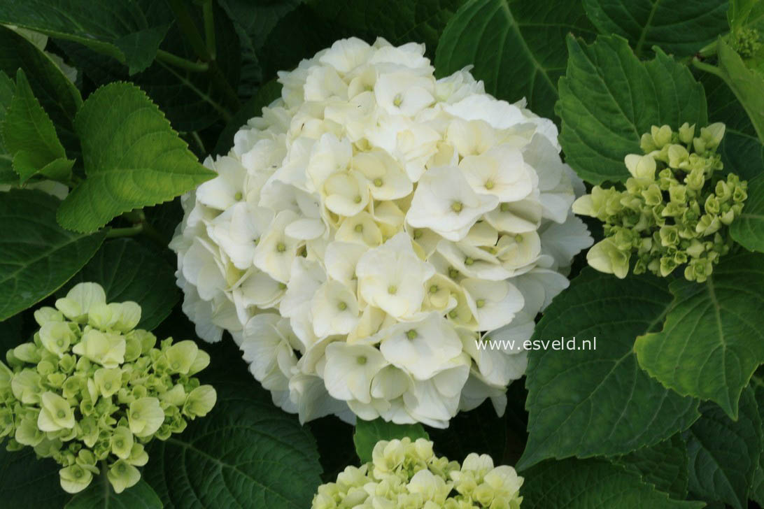 Picture and description of Hydrangea macrophylla 'Napo' (MAGICAL PEARL)