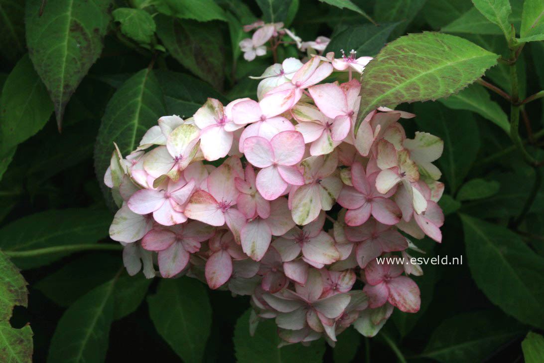 Picture and description of Hydrangea serrata 'Belladonna'