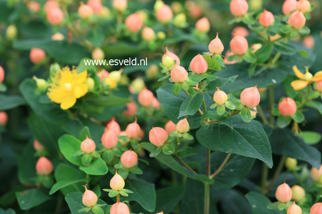 Picture and description of Hypericum inodorum 'Kolmapuki' (MAGICAL PUMPKIN)