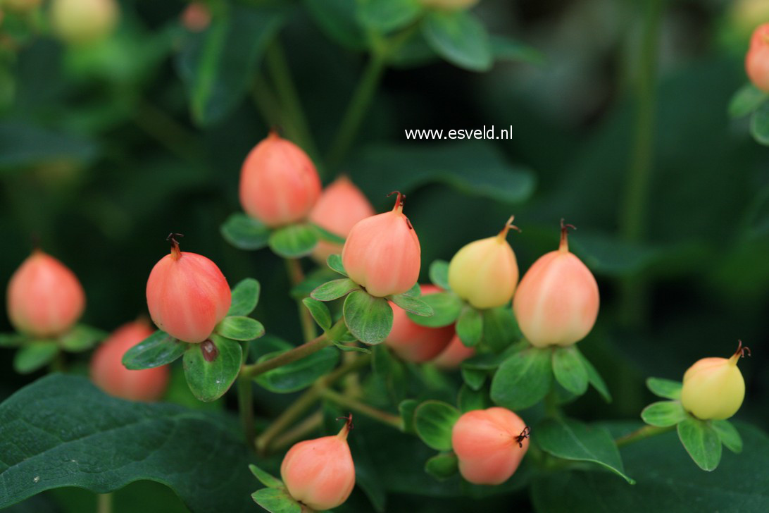 Picture and description of Hypericum inodorum 'Kolmapuki' (MAGICAL PUMPKIN)