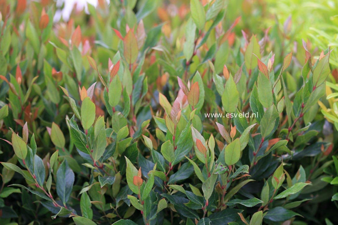 Picture and description of Leucothoe axillaris 'Little Flames'