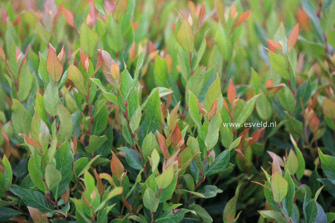 Picture and description of Leucothoe axillaris 'Little Flames'