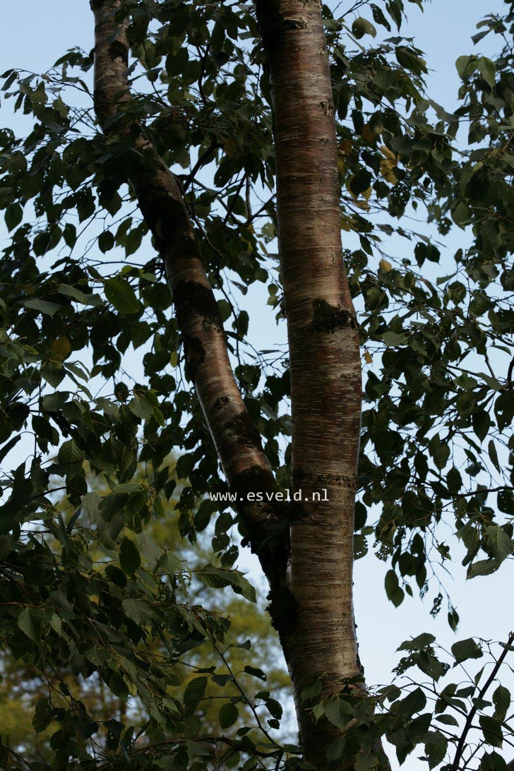 Picture and description of Betula luminifera