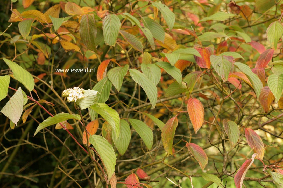 Picture and description of Cornus sericea
