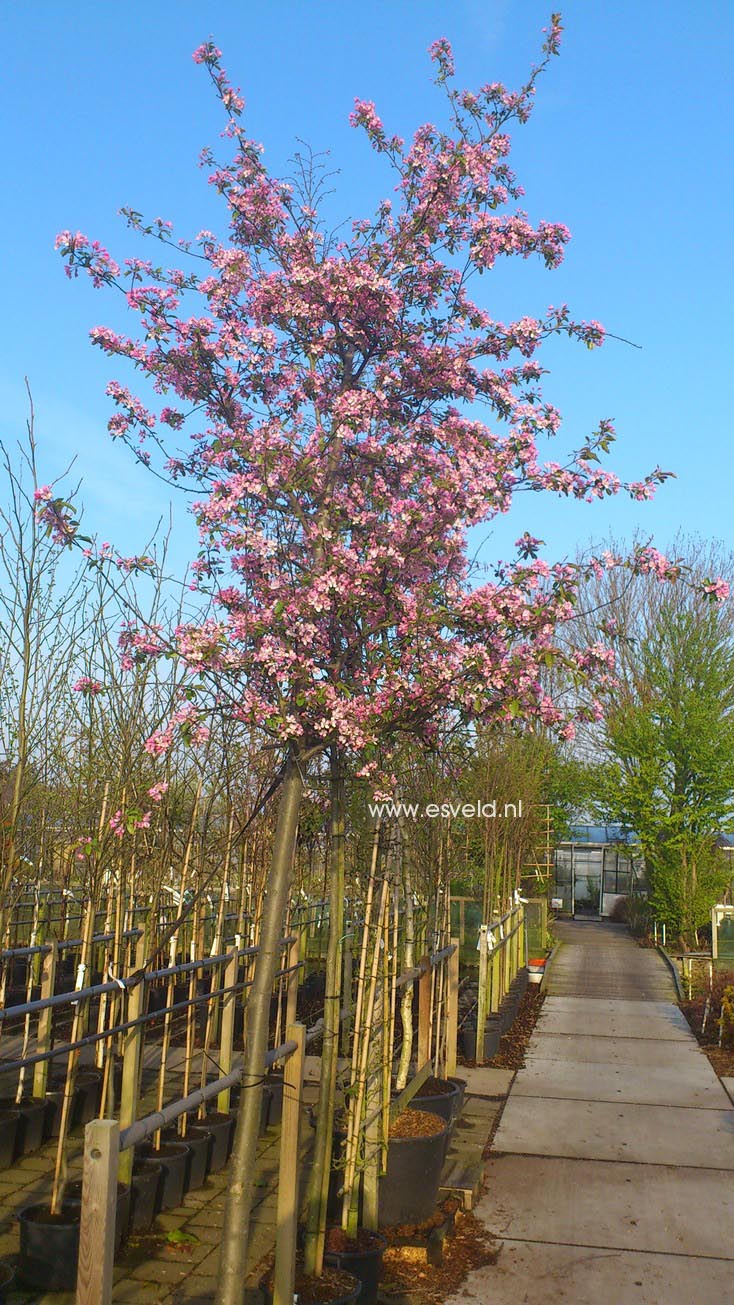 Picture and description of Malus micromalus