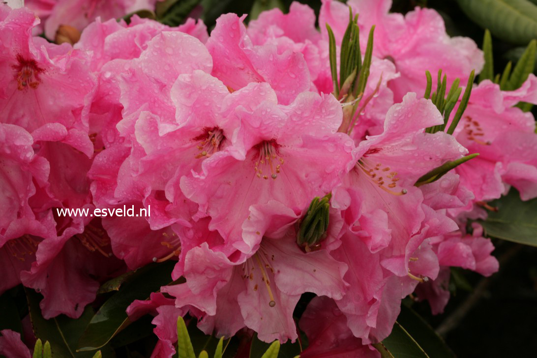Picture and description of Rhododendron 'Ruby Bowman'