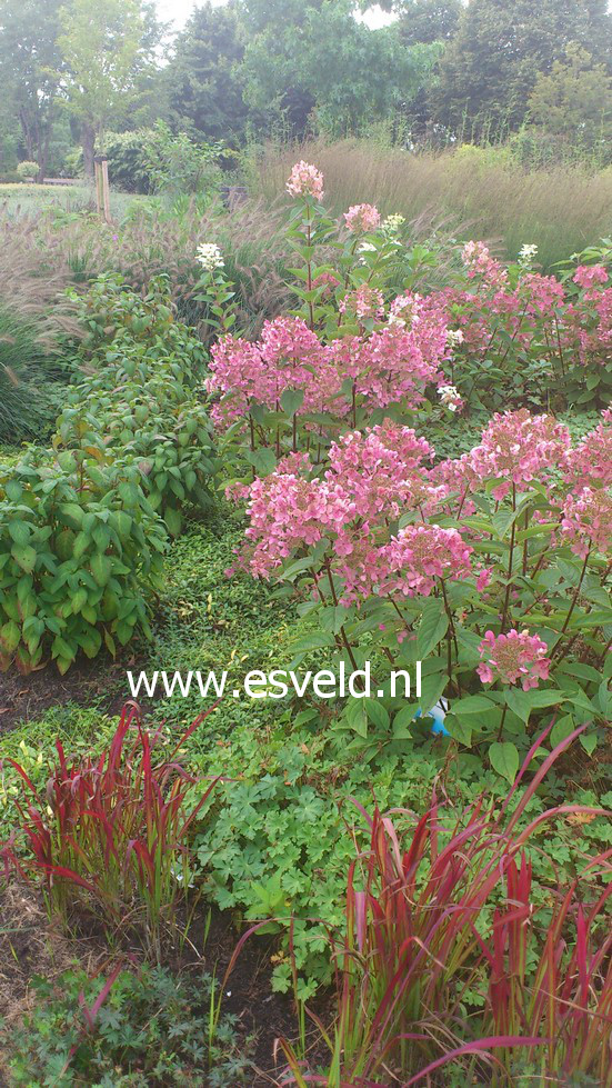 Picture and description of Hydrangea paniculata 'Wim's Red'
