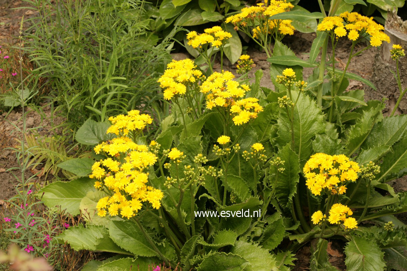 Picture and description of Leontodon rigens