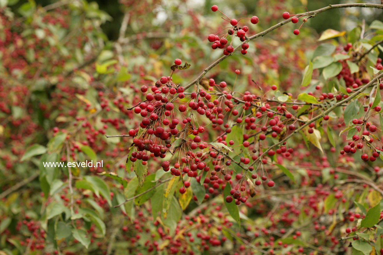Picture and description of Malus baccata 'Gracilis'