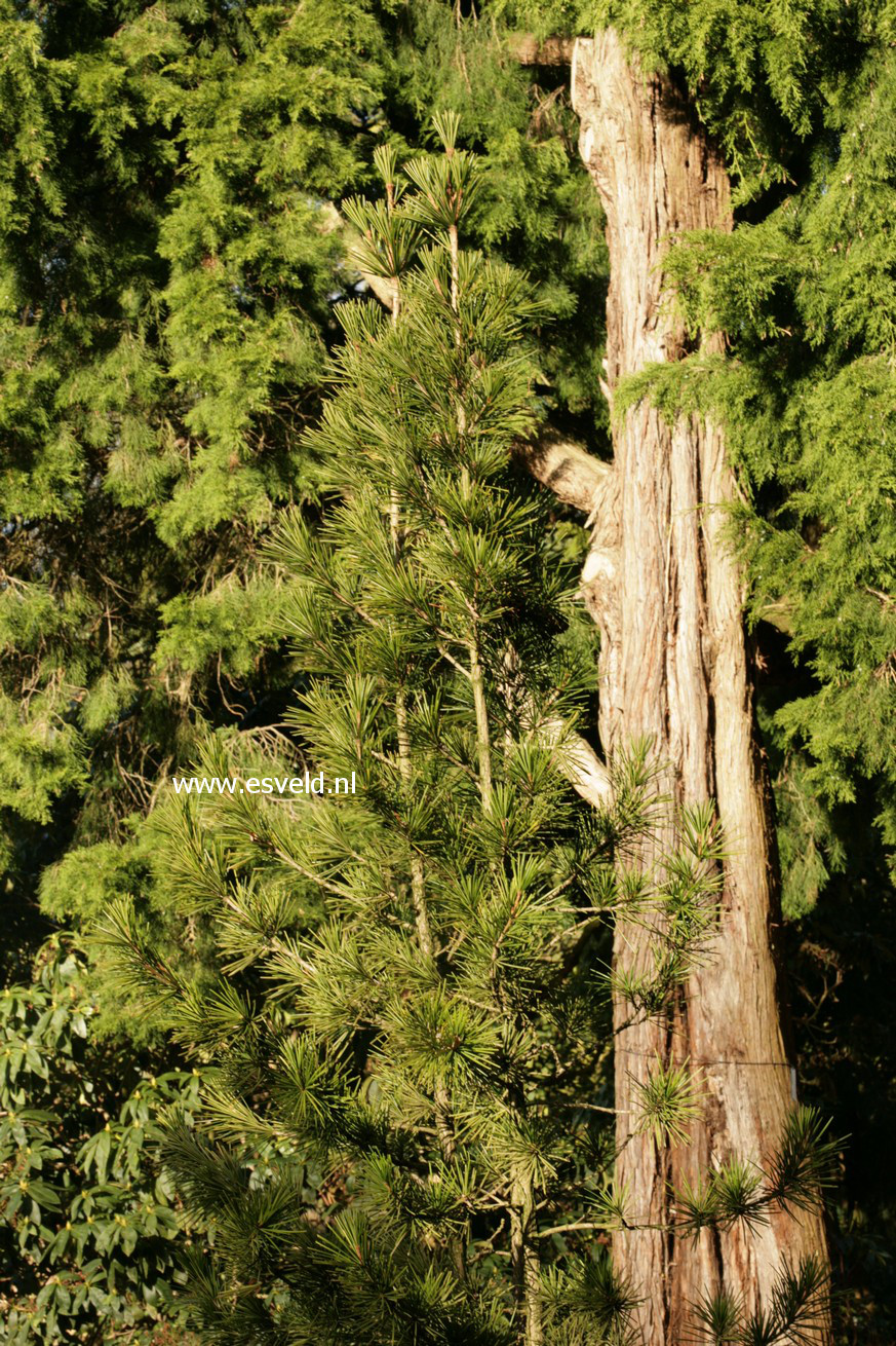 Picture and description of Sciadopitys verticillata