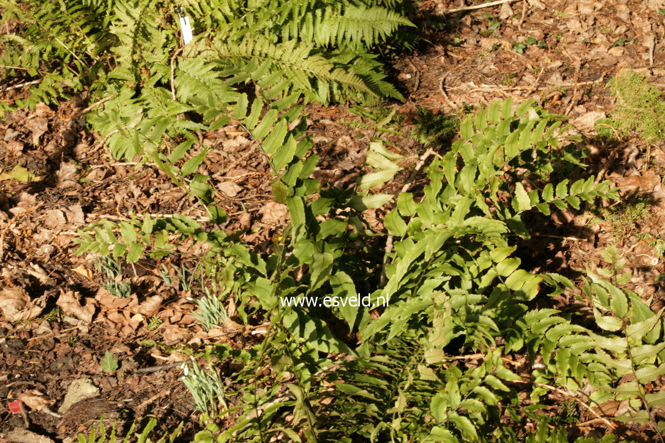 Picture and description of Cyrtomium fortunei var. clivicola