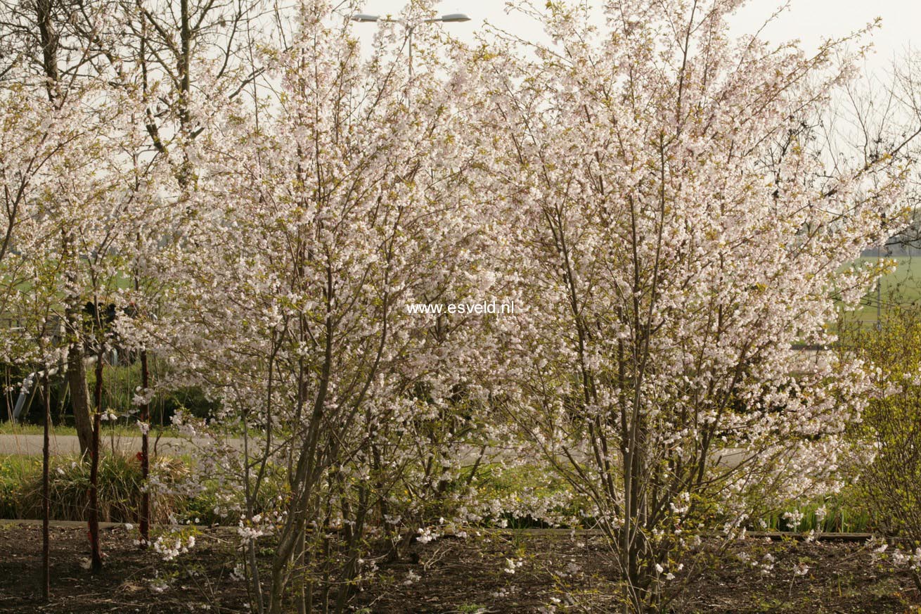 Picture and description of Prunus nipponica 'Felice'