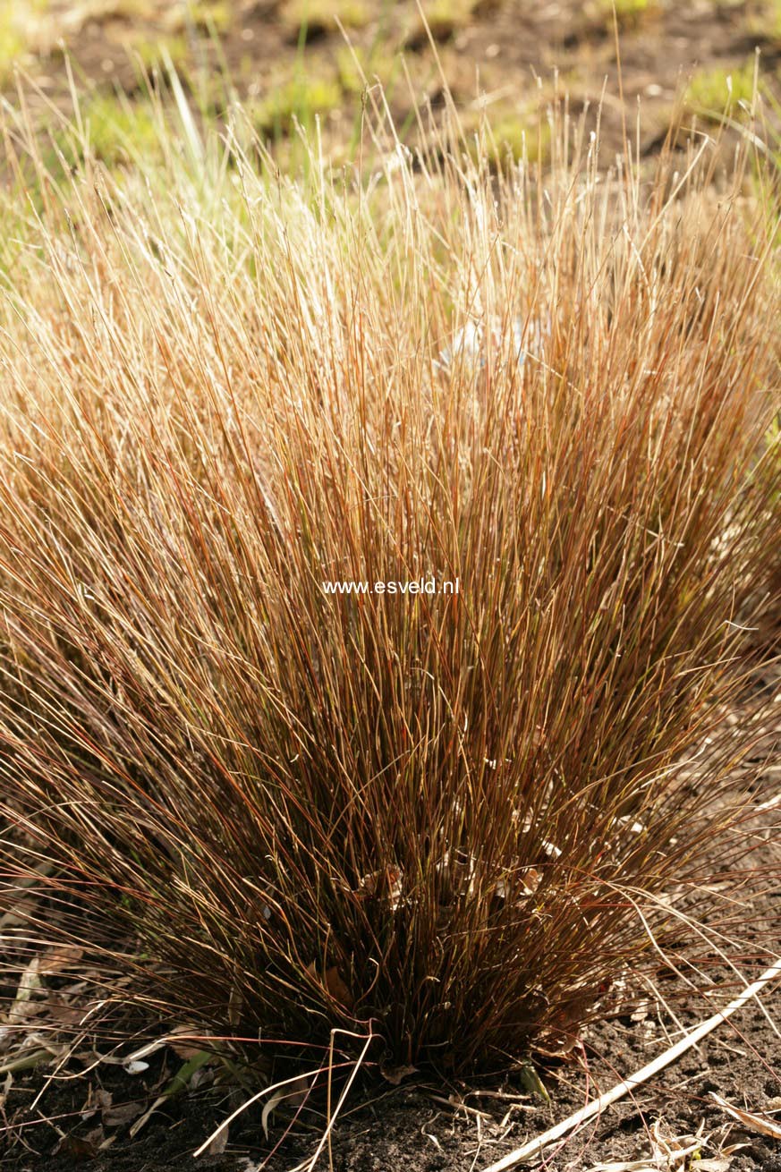 Picture and description of Schoenus pauciflorus